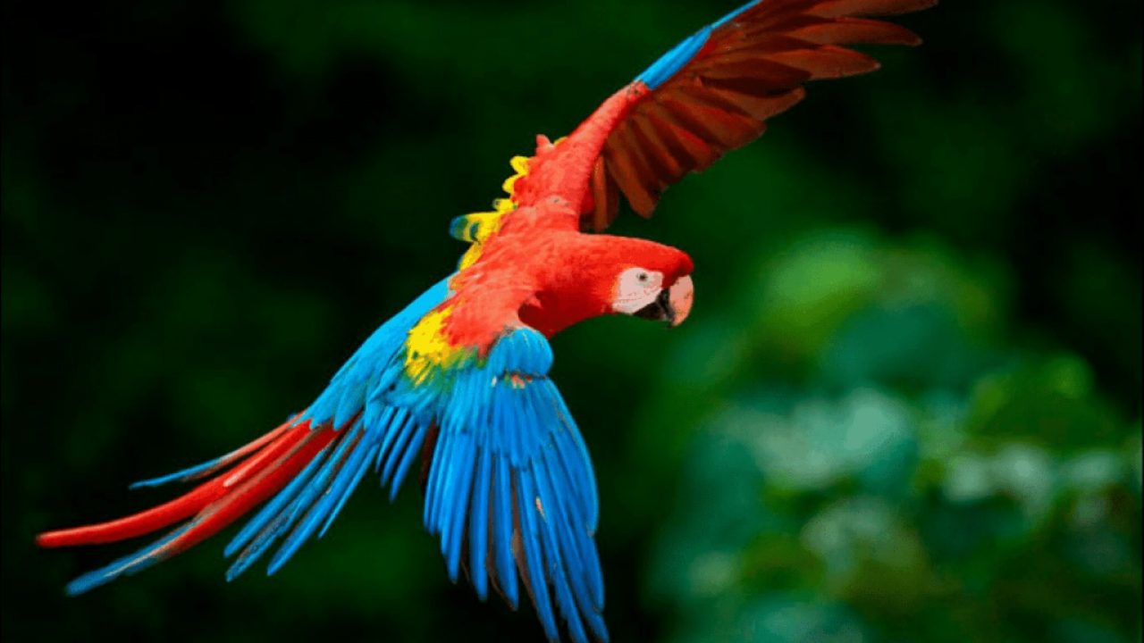 Avistamiento de aves en Venezuela: Un paraíso para los amantes de la ...