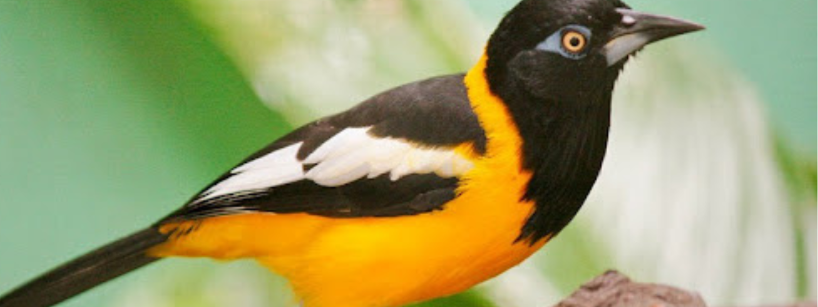 Avistamiento de aves en Venezuela: Un paraíso para los amantes de la ...