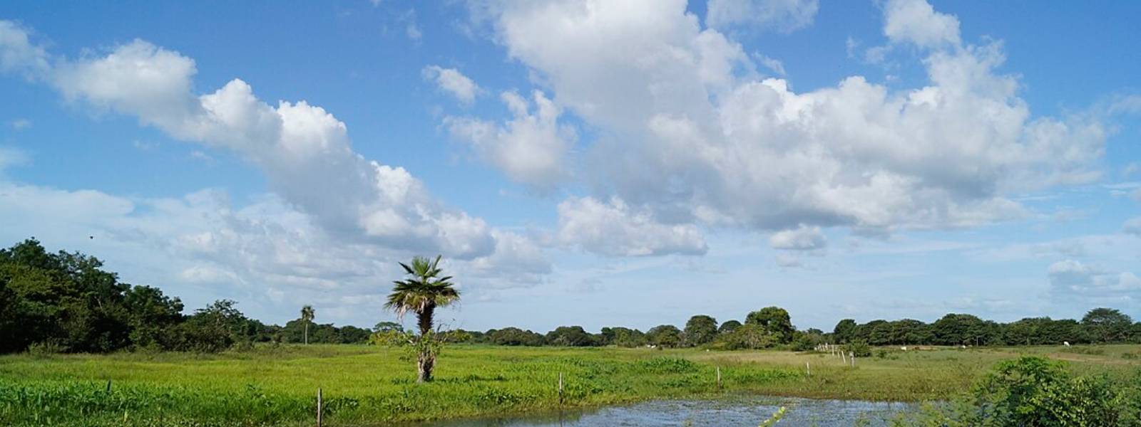 Safari en los Llanos de Apure: la aventura salvaje que te conecta con ...